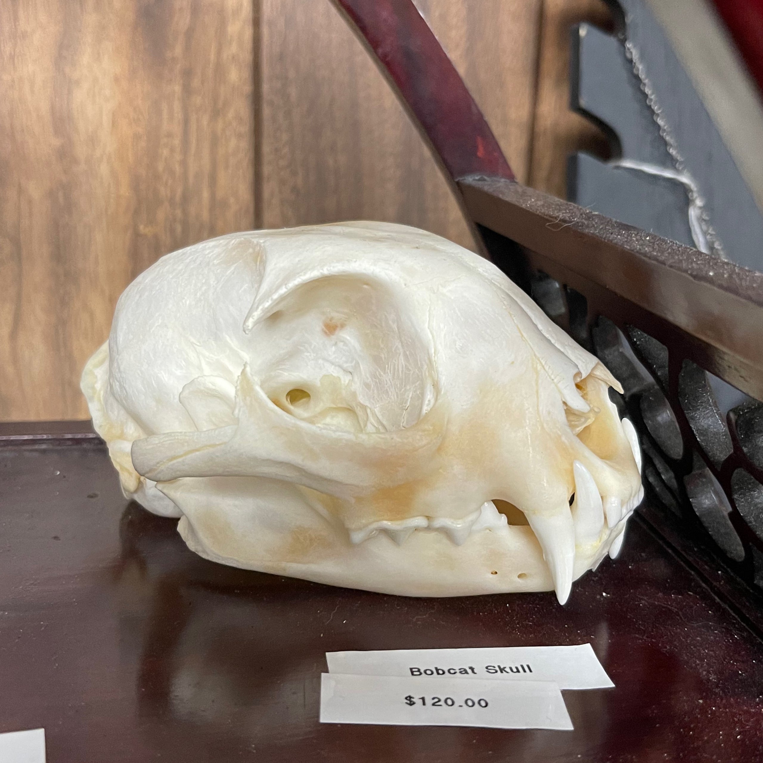 Bobcat Skull | Moon Craft Works